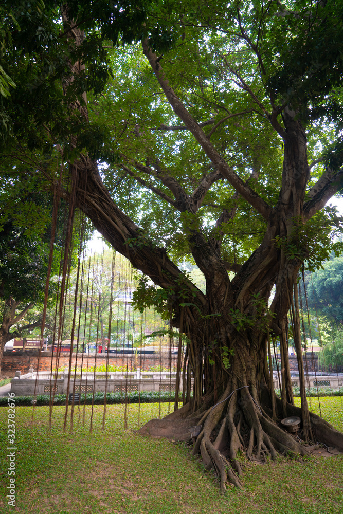 Old huge tree in the Beautiful Unesco Temple of Literature, Hanoi in ...