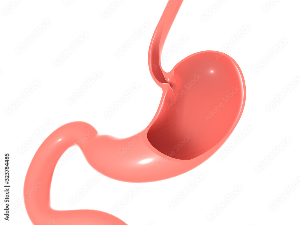 3D illustration of the anatomy of the human stomach, esophagus and ...