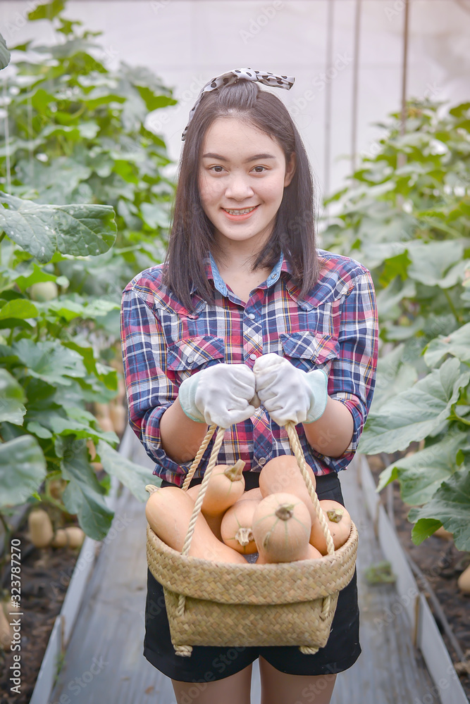 Butternut squash in butternut farm. Butternut squash hanging on the ...