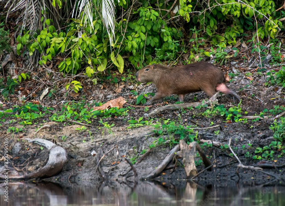 Capybara photographed in Linhares, Espirito Santo. Southeast of Brazil ...