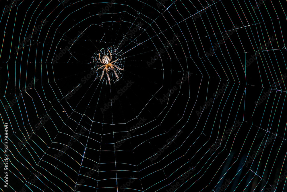 Spider photographed in Linhares, Espirito Santo. Southeast of Brazil ...
