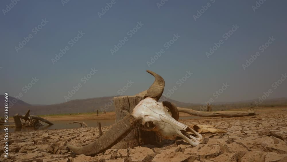 Skull animals on cracked ground in nature, hills or mountain and lake ...