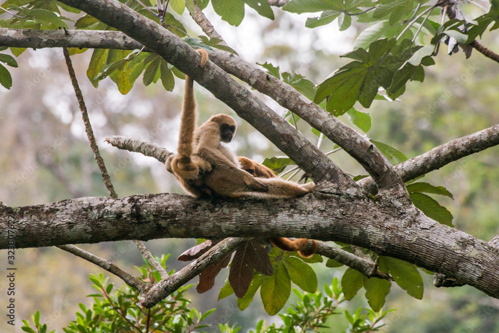 Foto de Northern muriqui and Howler monkey photographed in Santa Maria ...