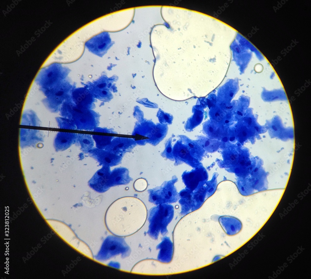 cells under microscope Stock Photo | Adobe Stock