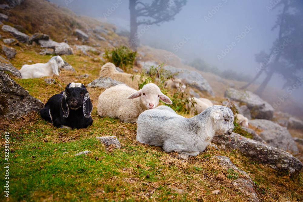 Flock of himalayan sheep passing through a high mountain pass ...