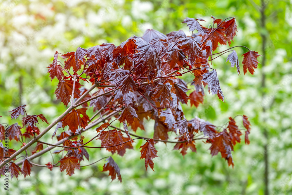 Tree branch with dark red leaves, Acer platanoides, the Norway maple ...