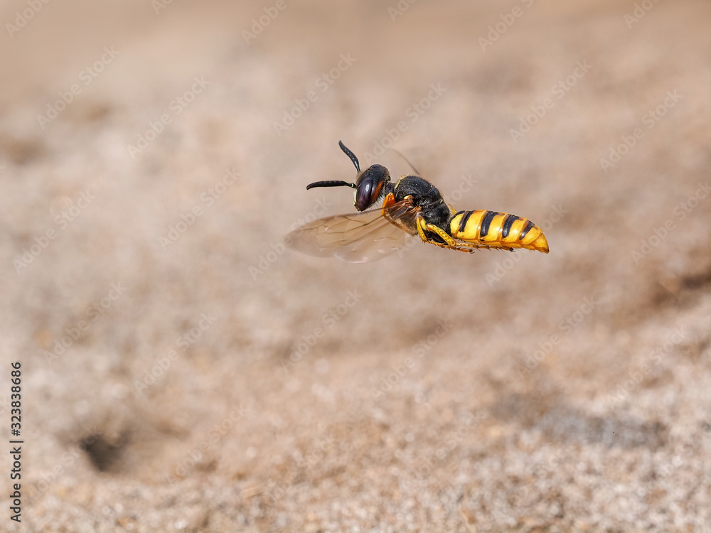 Beewolf Wasp Philanthus with paralyzed honey bee about to flying to its ...