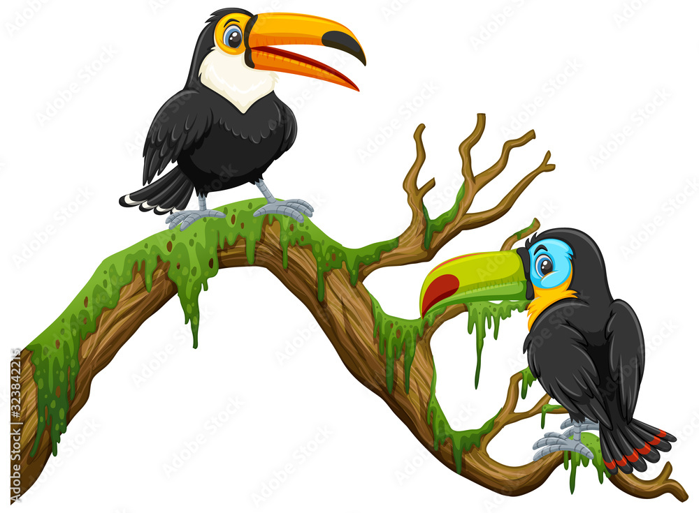 Two toucan birds standing on the branch wall mural wallpaper ...