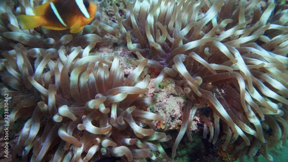 Nemo clown fish in the anemone on the colorful healthy coral reef ...
