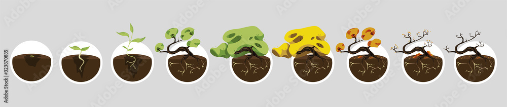 Vector clip art of bonsai tree growth stages. Nature seasons ...