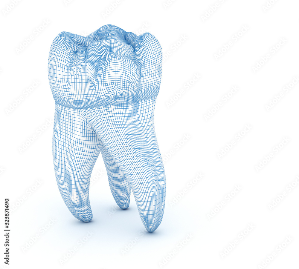 Poster Morphology of First maxillary molar tooth. Wired 3d illustration ...
