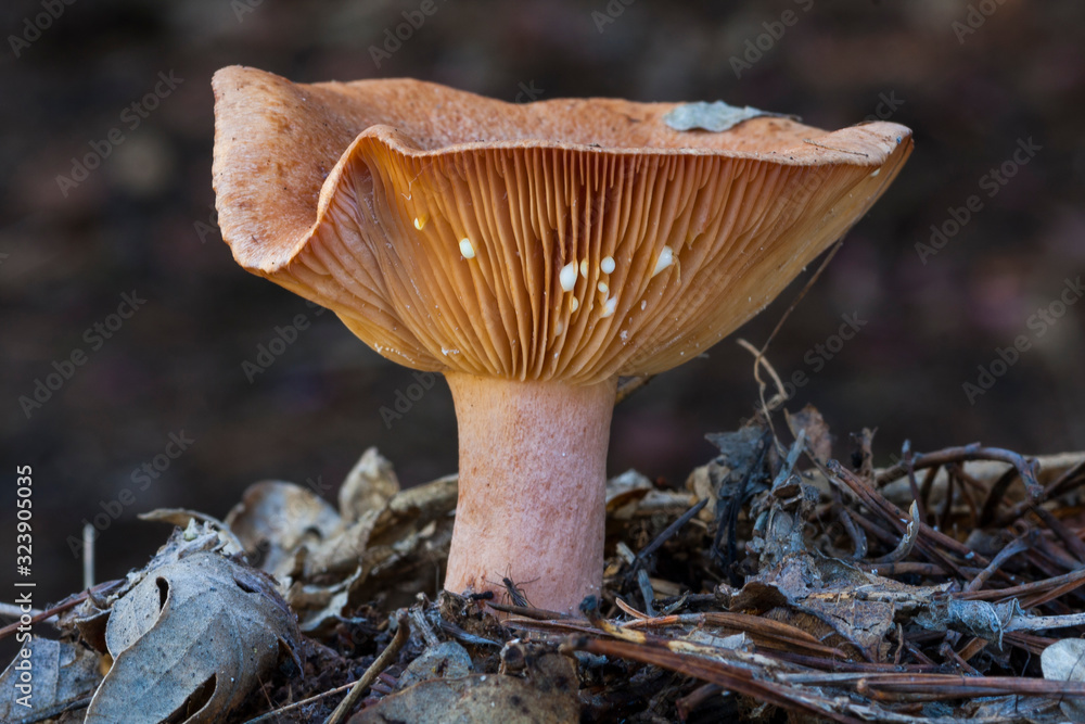 Woolly milk cap, Lactarius torminosus, with its characteristic drops of ...