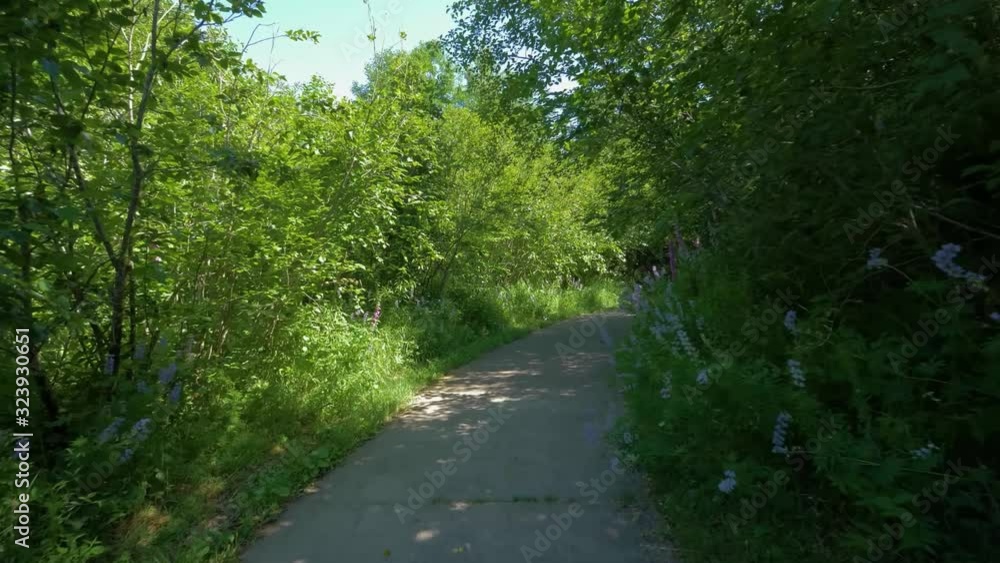 Concrete Trail In Mount Saint Helens, Washington, USA With Green Trees ...