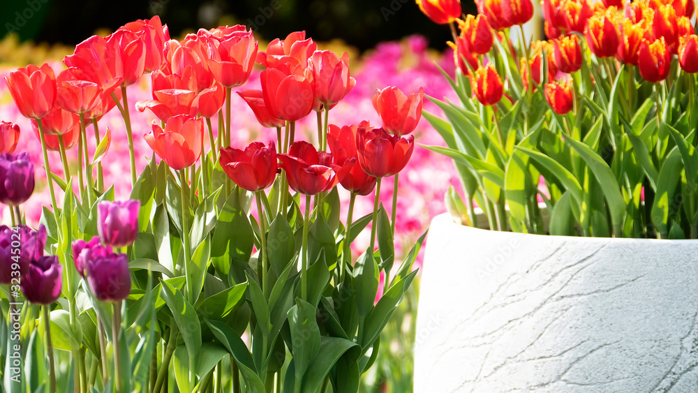 Beautiful Tulips In Winter