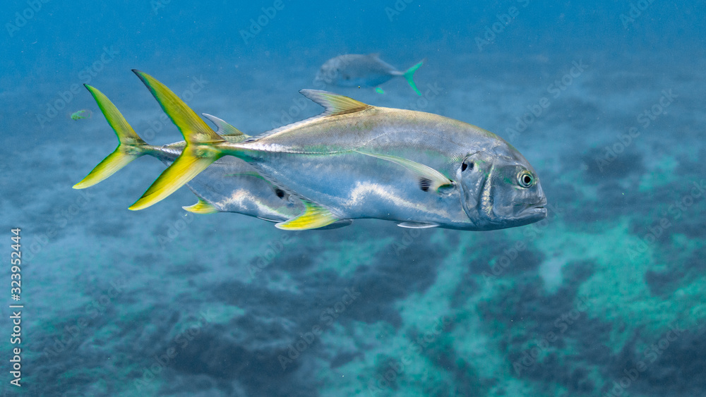 Wild Crevalle Jacks (Caranx hippos) swim through a central Florida ...