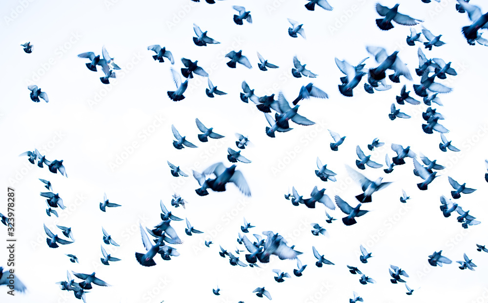 blurry birds in the sky.Pigeons flying in the sky.Blurred picture ...