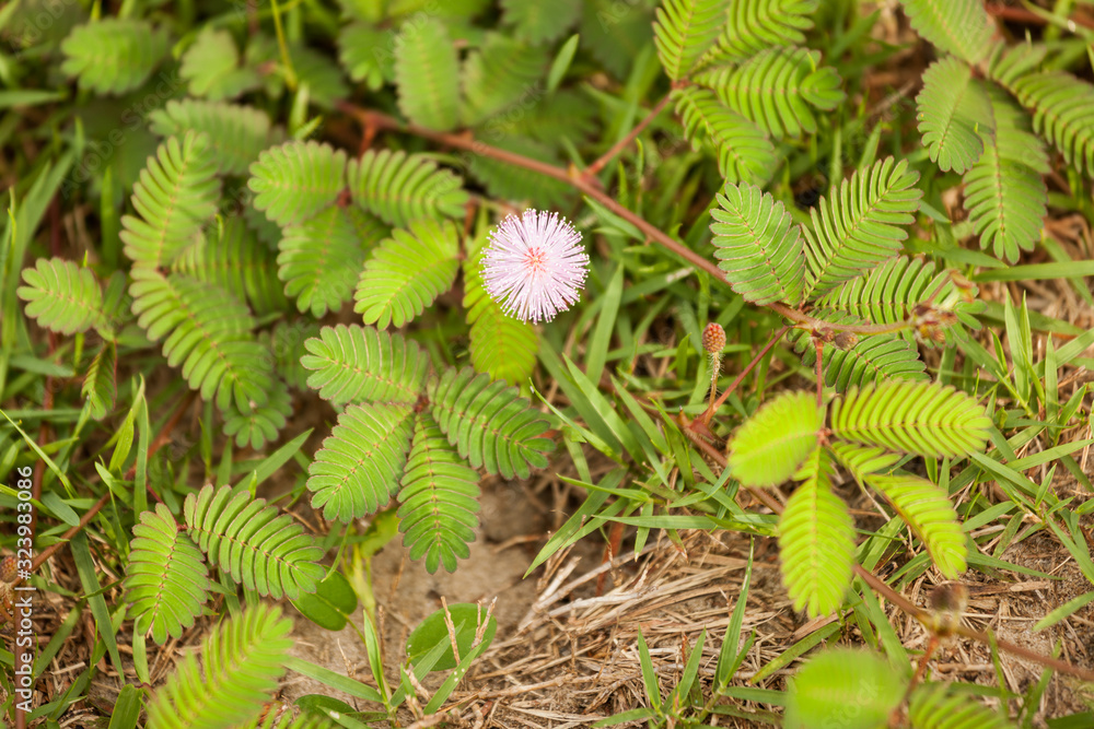 Mimosa pudica blooming wildflower in nature Stock Photo | Adobe Stock