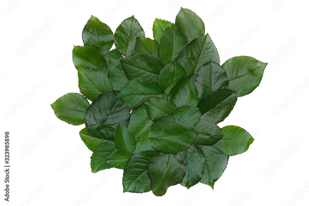 Set of green rose leaves, Tropical leaf texture, dark green foliage ...