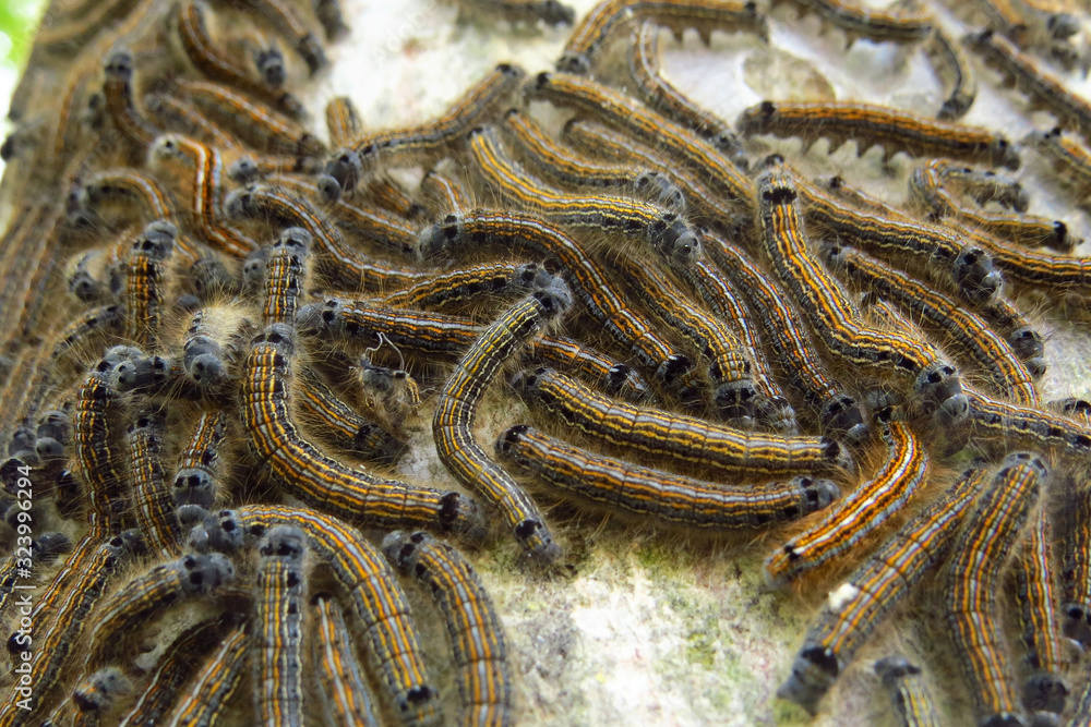 Lackey moth (Malacosoma neustria) caterpillar, a moth in the family ...