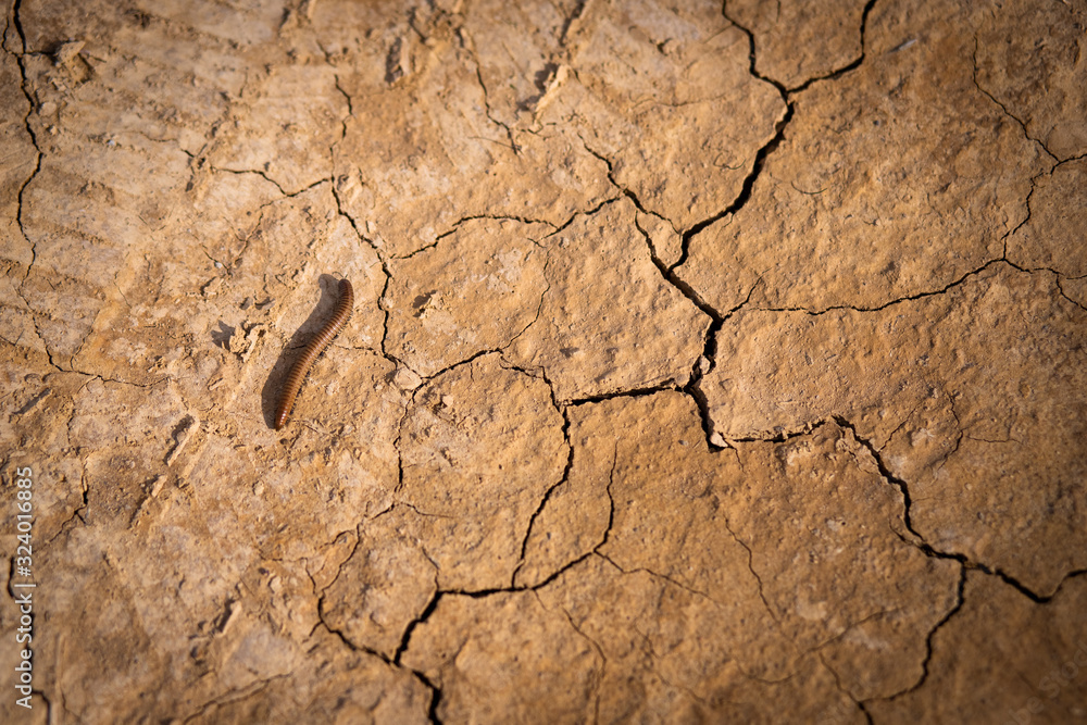 From above of brown worm on dried cracked surface of ground with tire ...