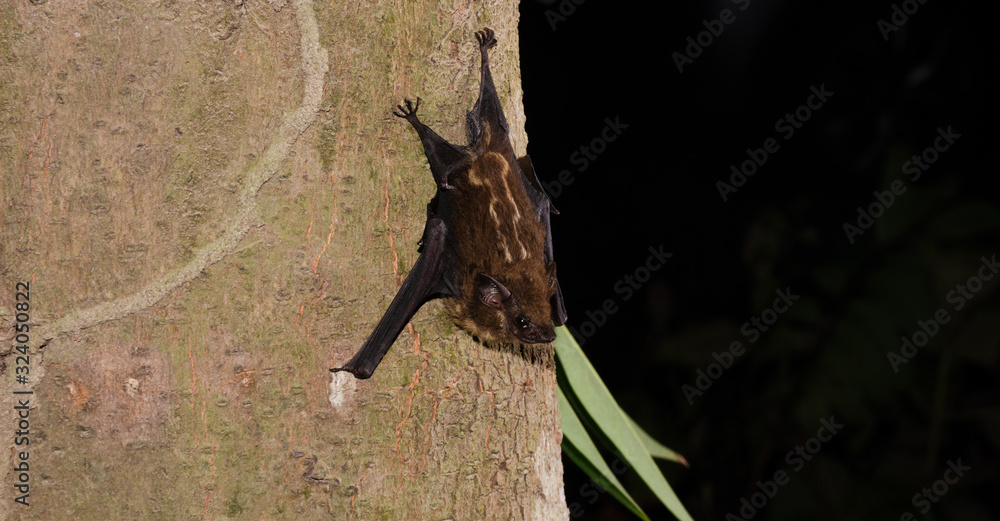 The lesser sac-winged bat or lesser white-lined bat (Saccopteryx ...