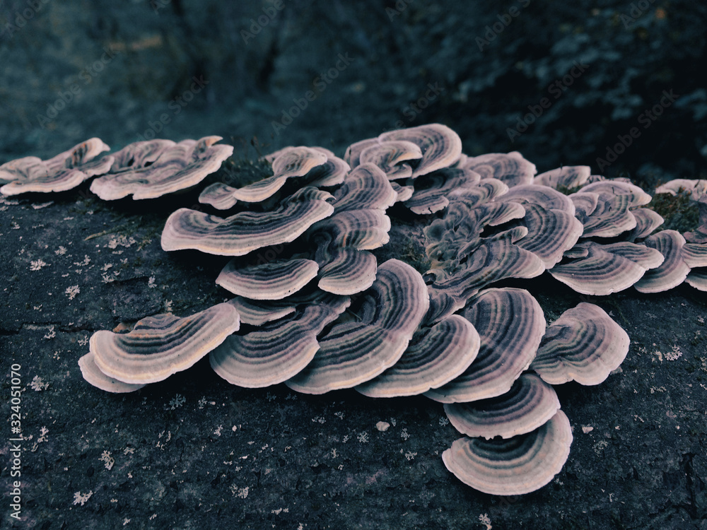 Mushrooms covered the tree. Mushrooms growing on trees. Parasitic ...