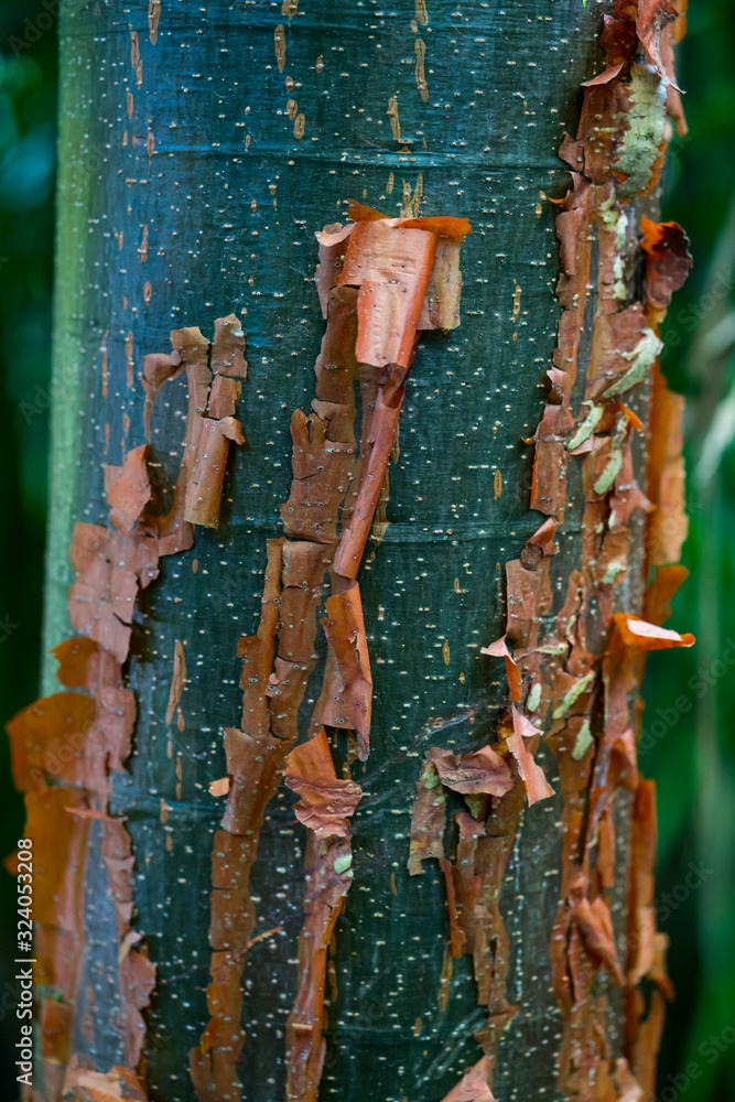 Papelillo tree, Palo blanco tree, Bursera simaruba, Majaguas hill ...