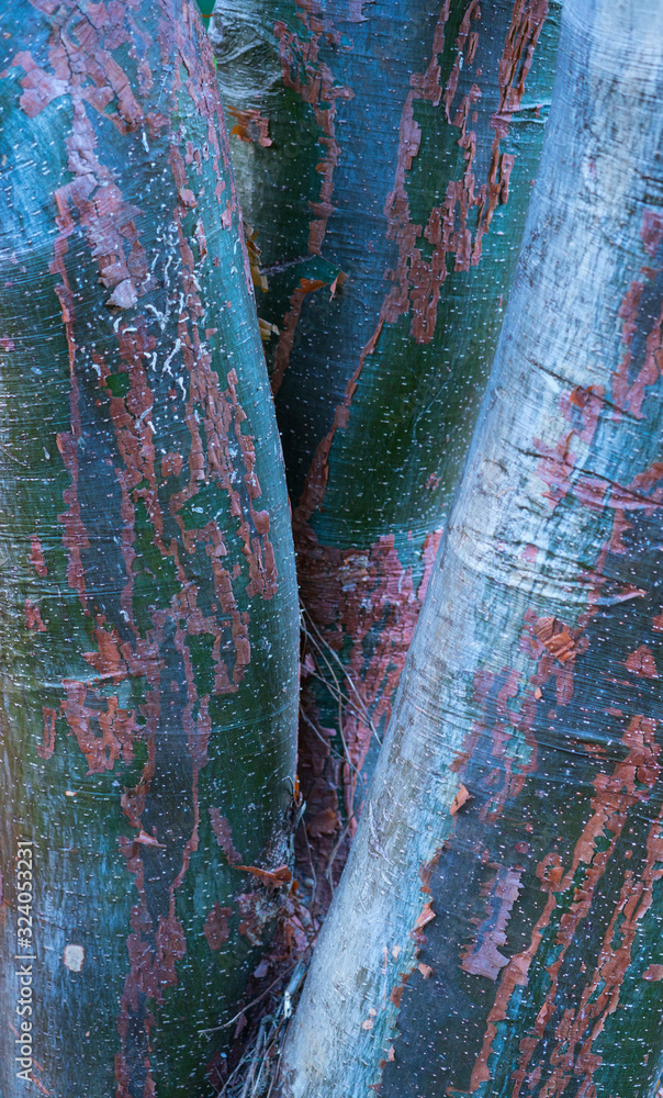 Papelillo tree, Palo blanco tree, Bursera simaruba, Majaguas hill ...