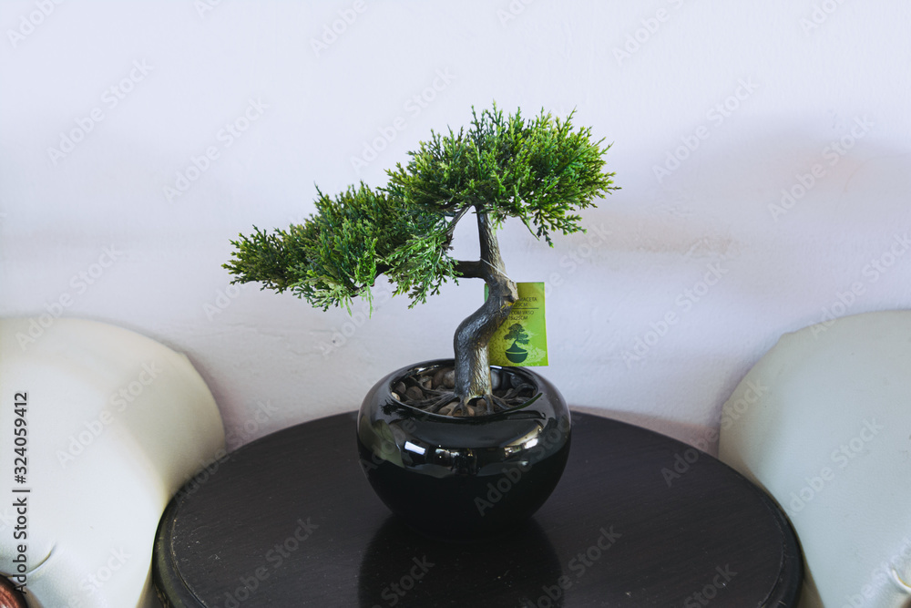 planta verde en florero negro y redondo, arriba de una mesa negra ...