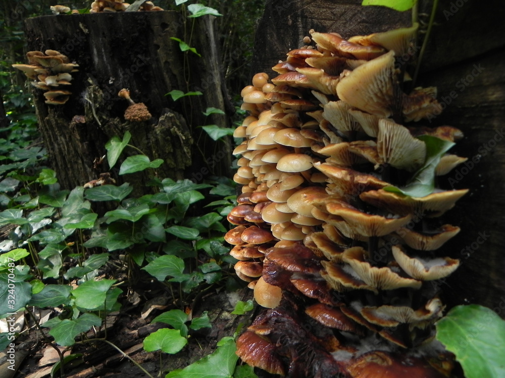 Hongos en el bosque Stock Photo | Adobe Stock