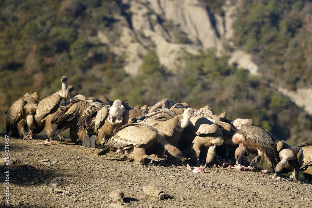 vulture Stock Photo | Adobe Stock