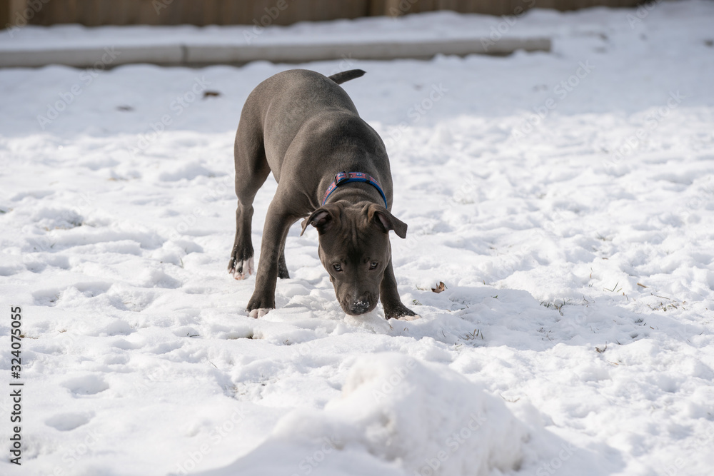 pitbull puppy is ready to play in the snow Stock Photo | Adobe Stock