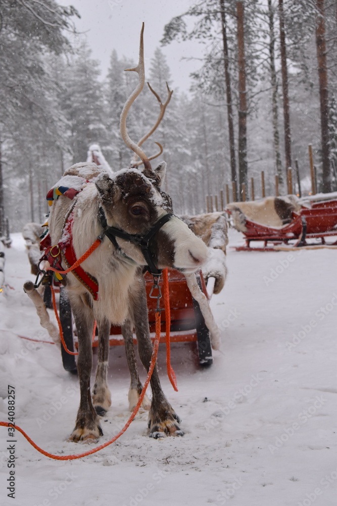 Reindeer belongs to deer family which includes elk moose Male and ...