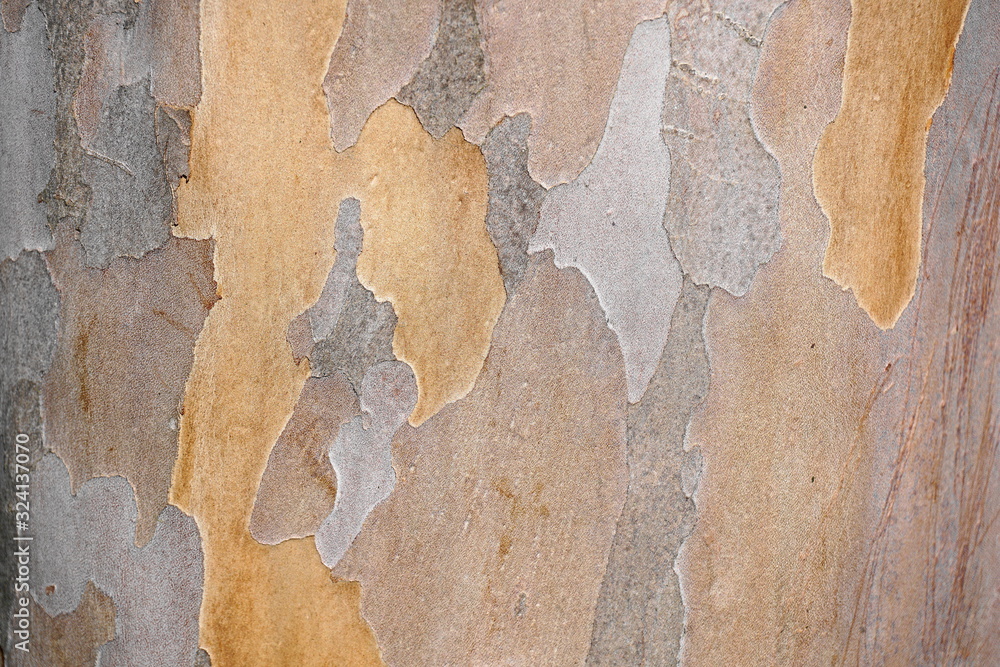 Bark texture and pattern. Extraordinary background. Japanese stewartia ...