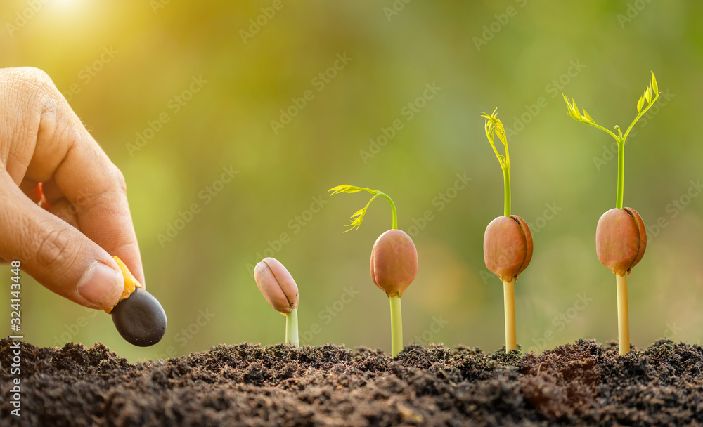 Hand of farmer planting a black seeds of Afzelia, Doussie or Makha mong ...