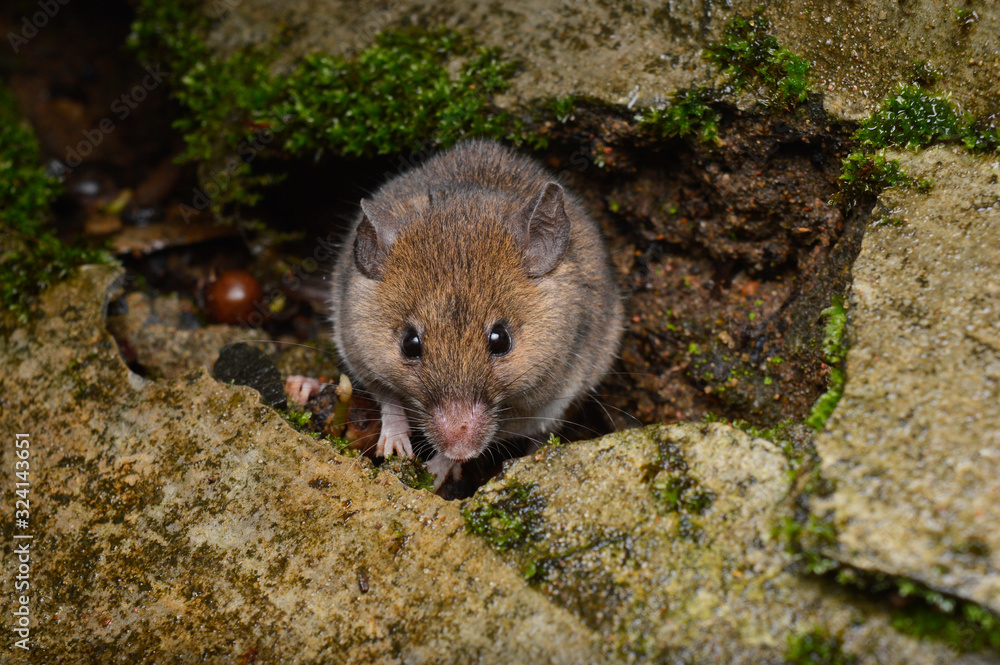 Head shot of Little Indian field mouse, Mus booduga, full body view ...