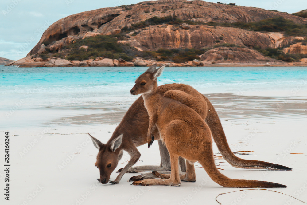 kangaroo on beach Stock Photo | Adobe Stock