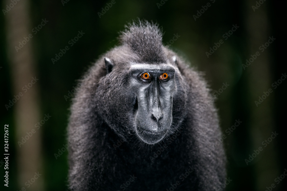 The Celebes crested macaque. Close up portrait, front view, dark ...