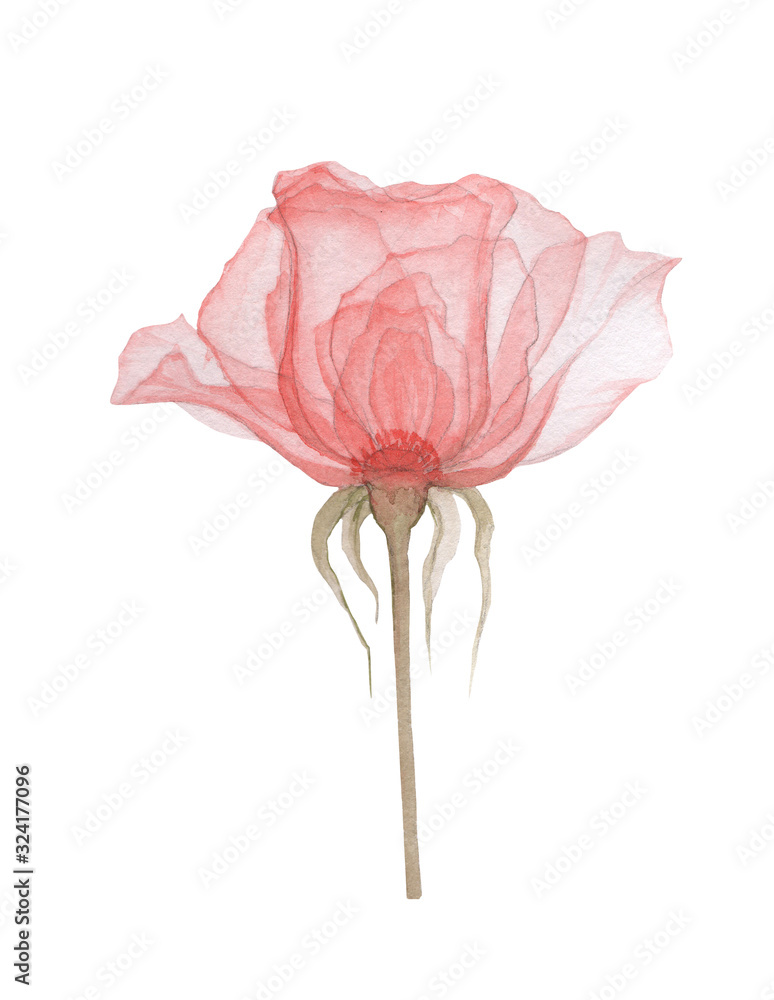 Transparent flowers of soft pink color drawn by hand in watercolor ...