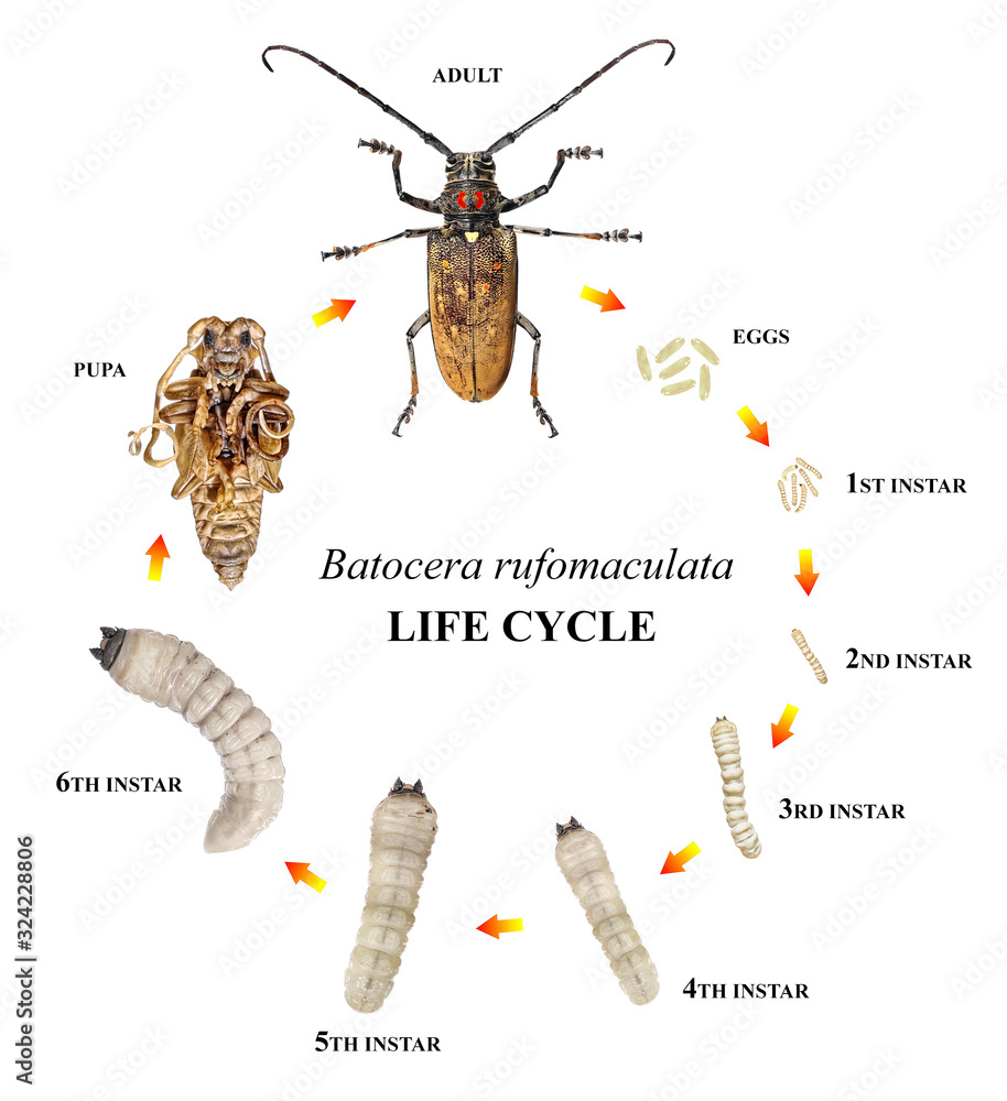 Mango Tree Borer (Batocera rufomaculata) is one of the main stem pests ...