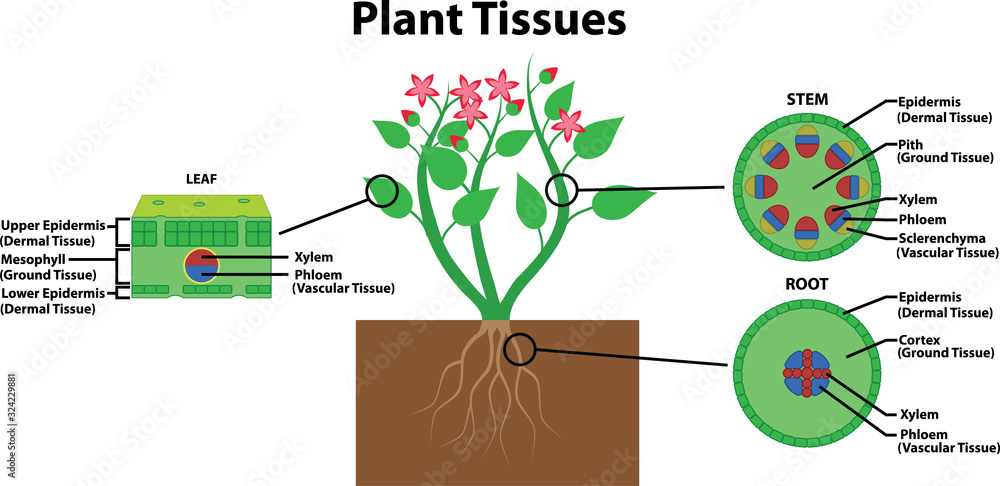 Diagram of plant tissue types Stock Vector | Adobe Stock