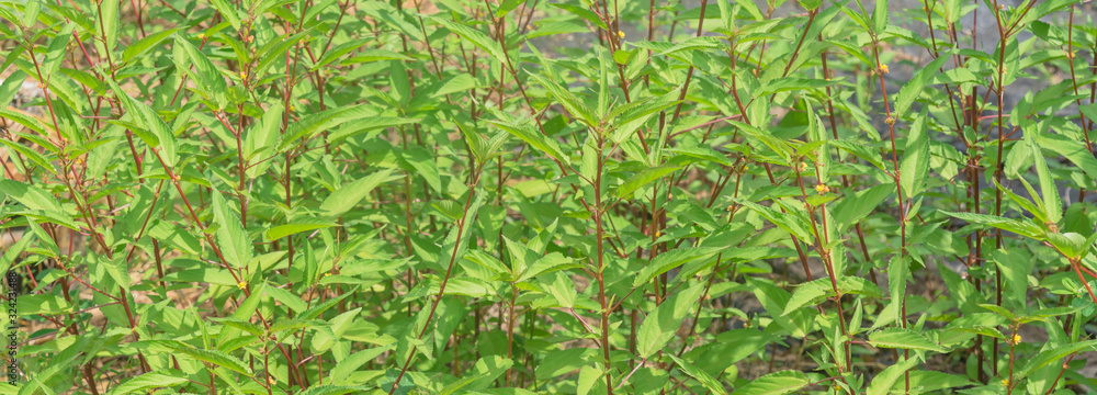 Panoramic jute plant with abundant spindle-shaped fruits cultivated in ...