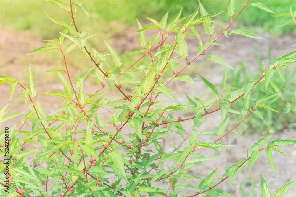Branches of jute plant with many spindle-shaped fruit cultivated in ...