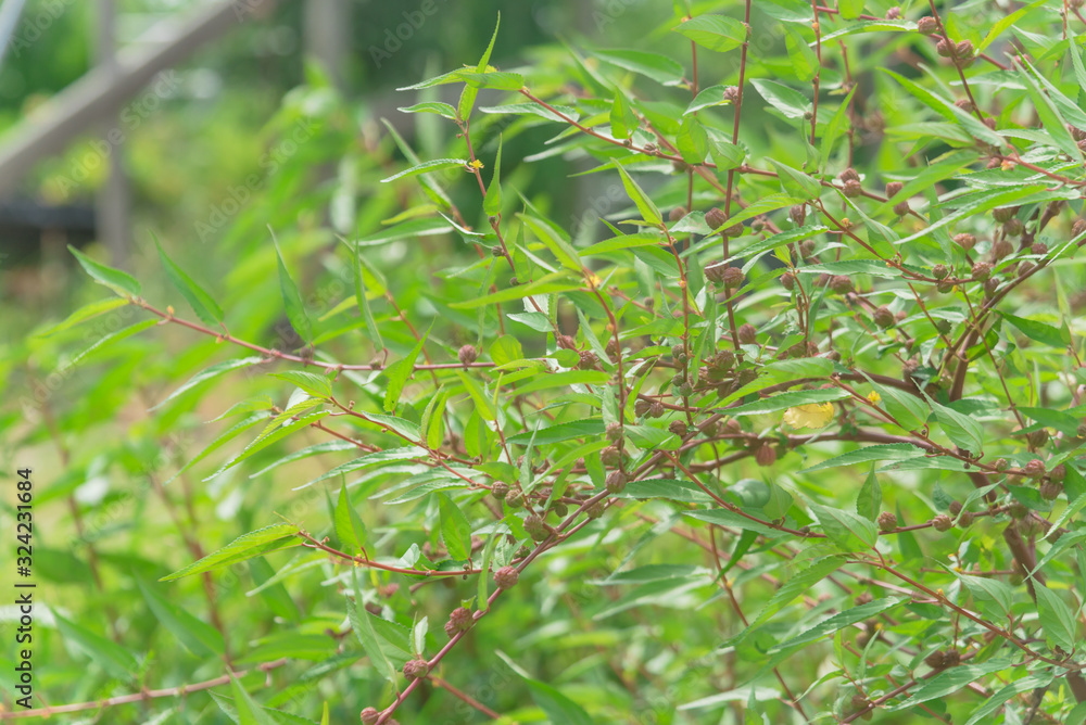 Branches of jute plant with many spindle-shaped fruit cultivated in ...