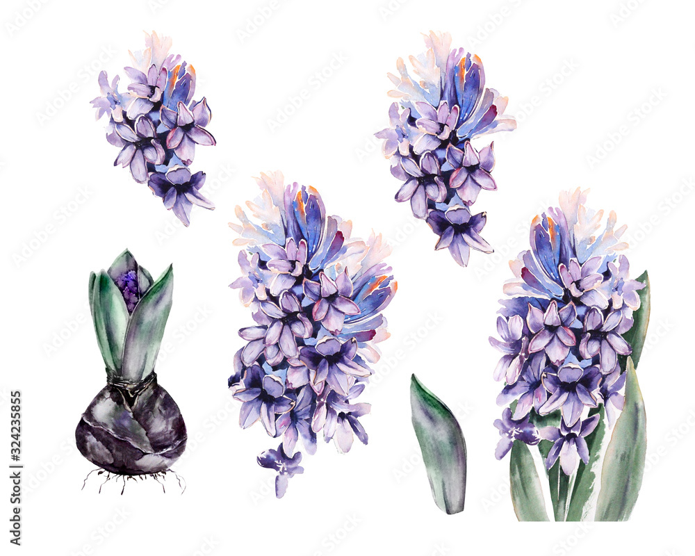 Watercolor Spring Hyacinth Flowers clip art. Easter Clipart. Blue Pink ...