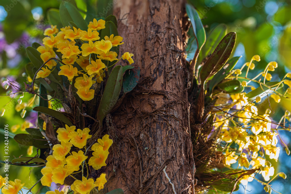 Dendrobium lindleyi Steud., Beautiful rare wild orchids in tropical ...