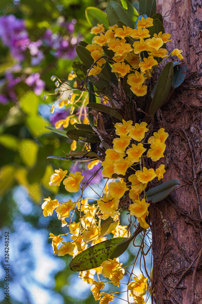 Dendrobium lindleyi Steud., Beautiful rare wild orchids in tropical ...