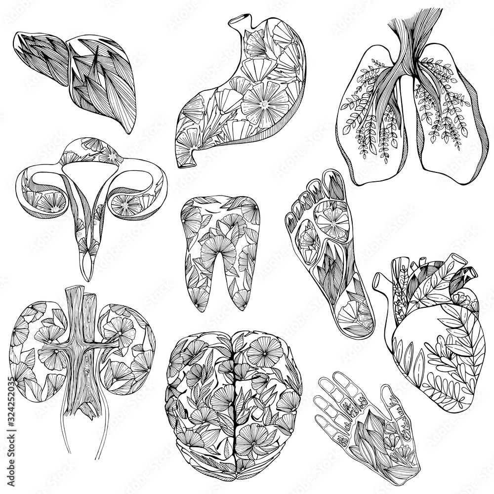 The Internal Organs Of Man Hand Drawn Ovary Lungs Heart And Liver the-internal-organs-of-man-hand-drawn-ovary-lungs-heart-and-liver