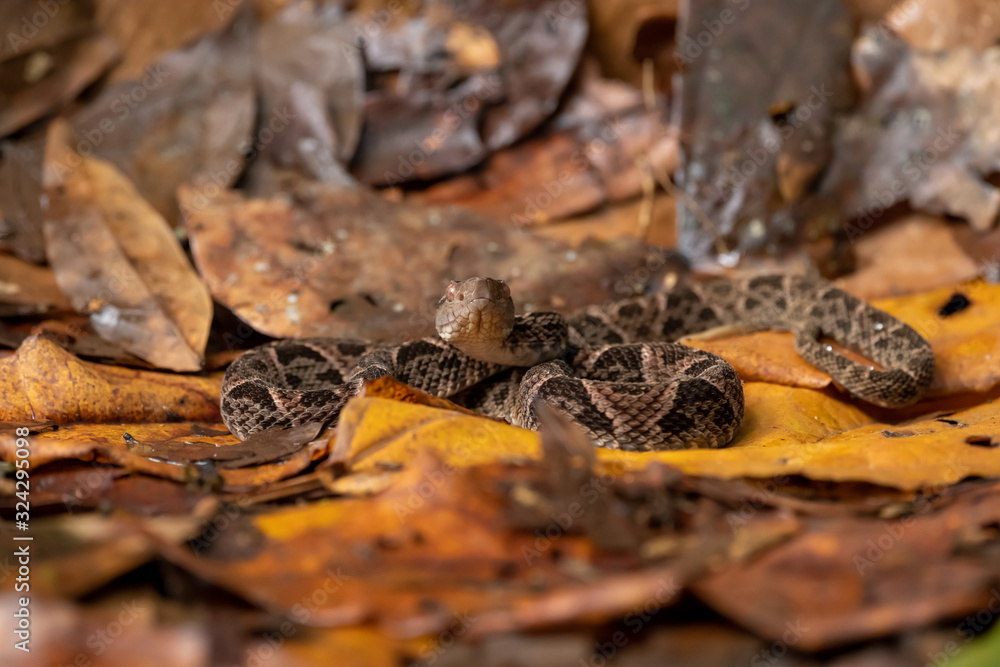 Viper, Atropoides picadoi, Picado´s Pitviper danger poison snake in the ...