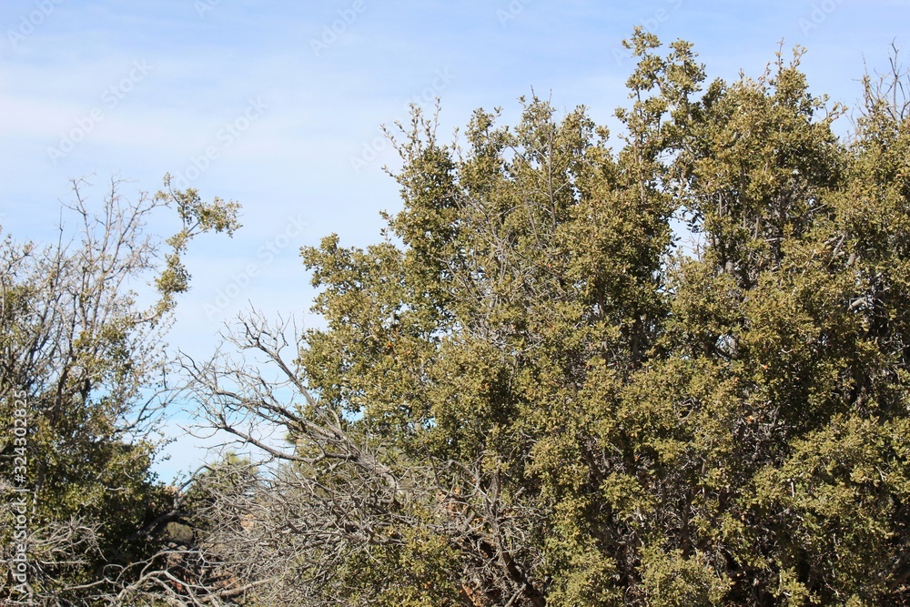 Quercus is a genus of flowering plants in the Botanical Family Fagaceae ...